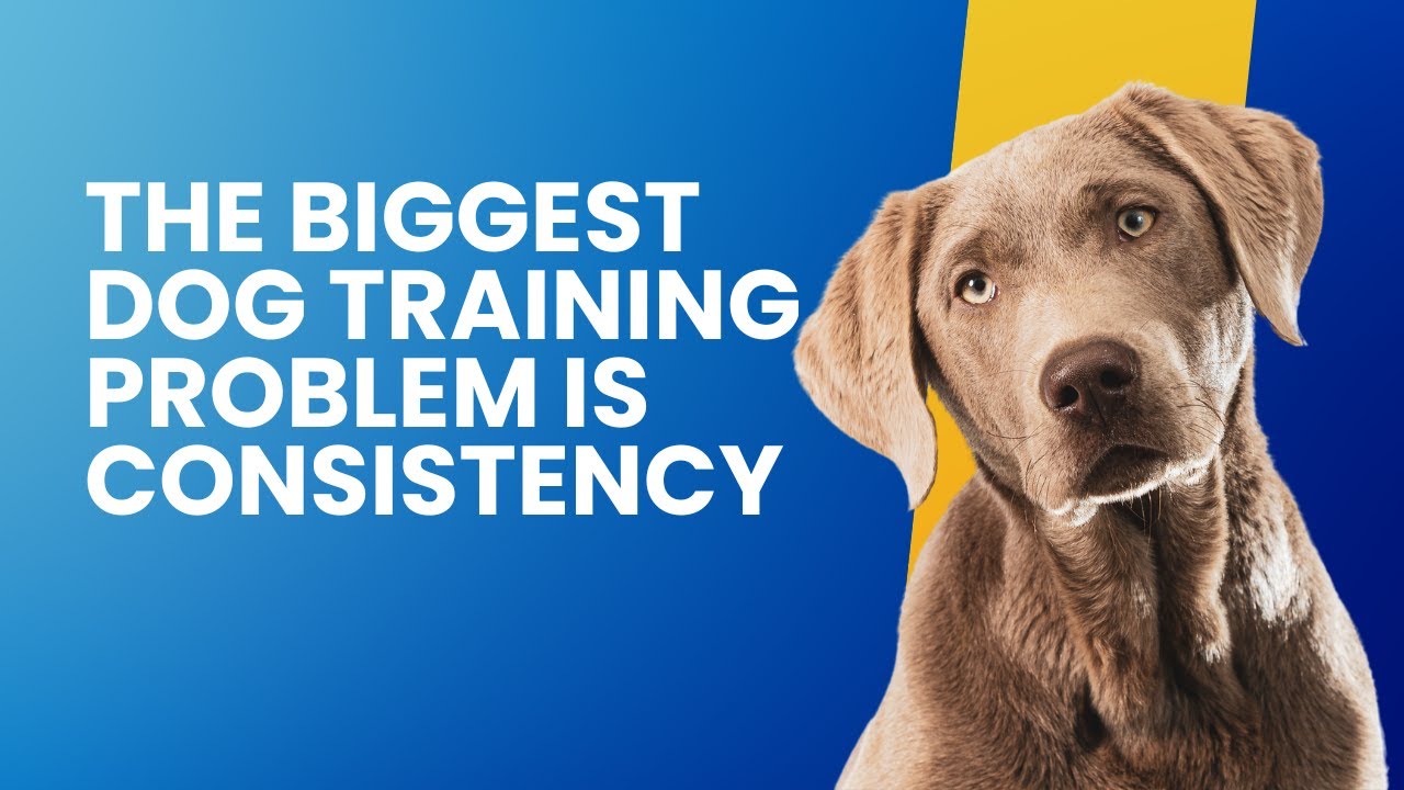 The Biggest Challenge in Dog Training is Consistency - YouTube
