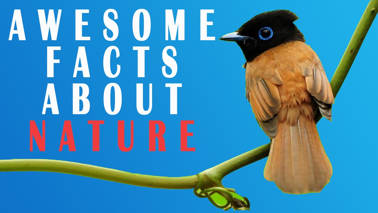 Awesome Facts About Nature YouTube awesome-facts-about-nature-youtube