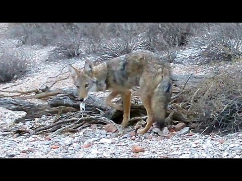 Coyote Retrieves a Stashed Mouse and Eats It: - YouTube