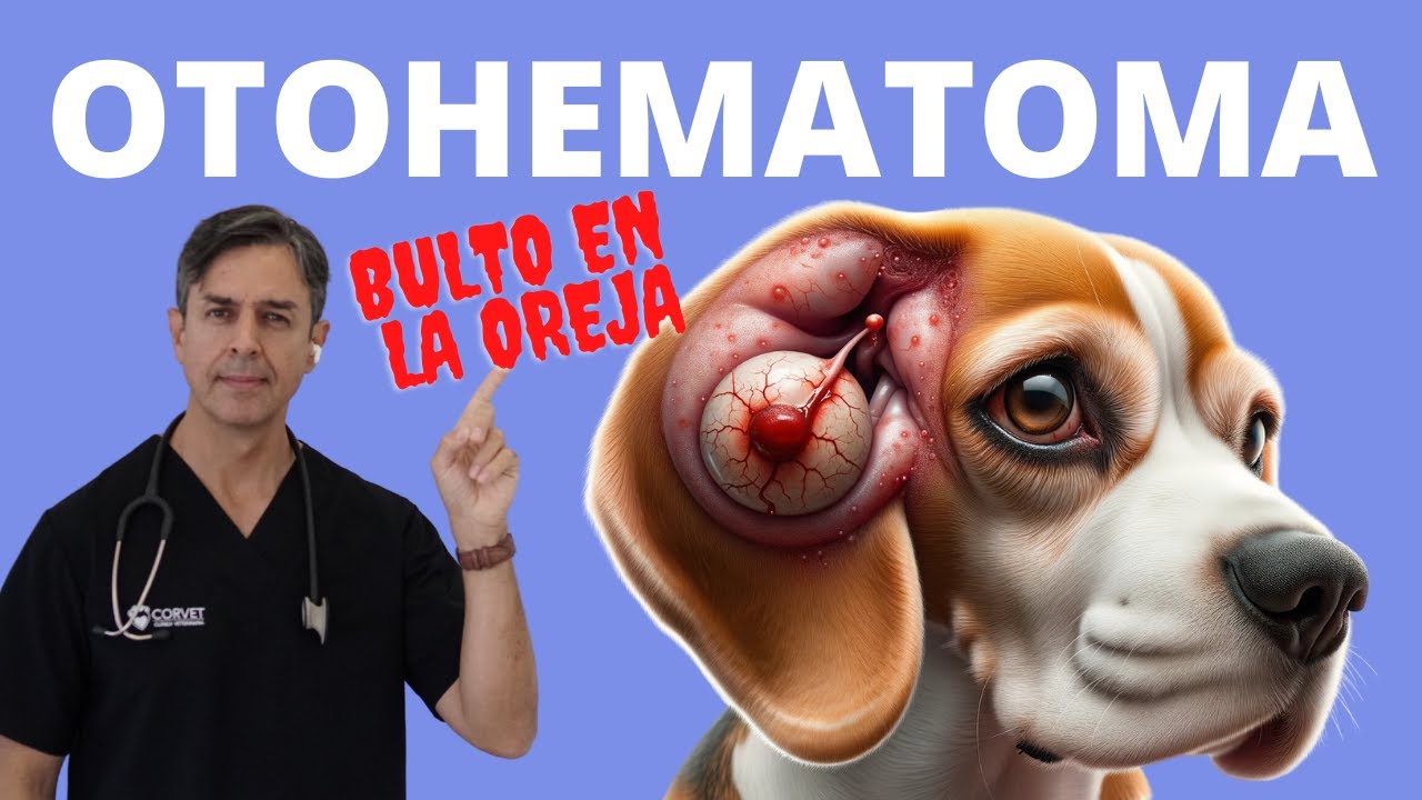 OTOHEMATOMA EN PERROS/ BULTO EN LA OREJA - YouTube