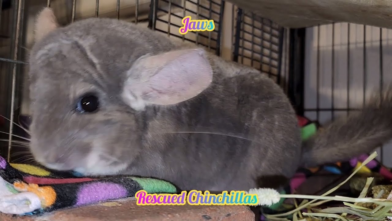 Jaws - Rescued Chinchillas - Violet Male Chinchilla. Music by David ...