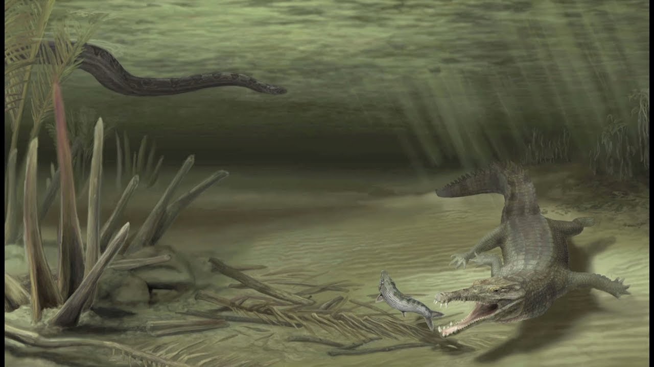 Ancient Crocodilian Found in Colombia - YouTube