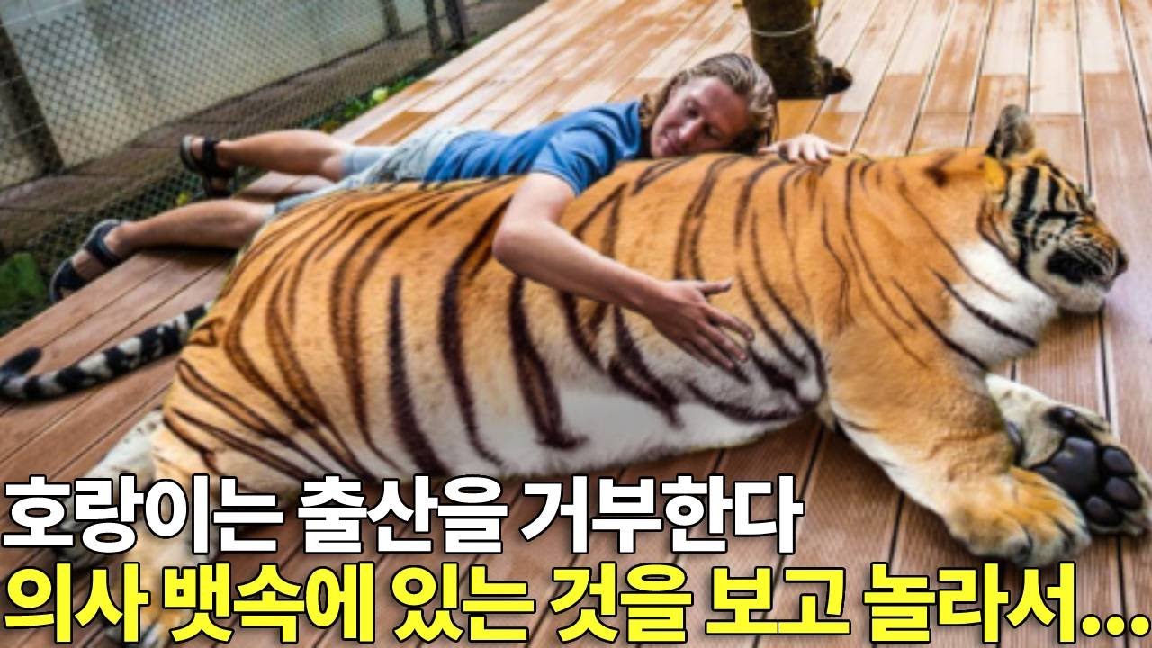 어미 호랑이는 출산을 거부한다수의사가 오고 초음파로 검사를 했는데 뱃속에 있는 것을 보고 놀라서 식은땀이 흘렀다 Youtube