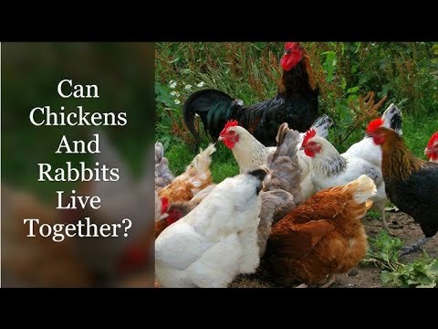 Can Chicken and Rabbits Live Together|| @sspetvlogger11 #youtubeviral # ...