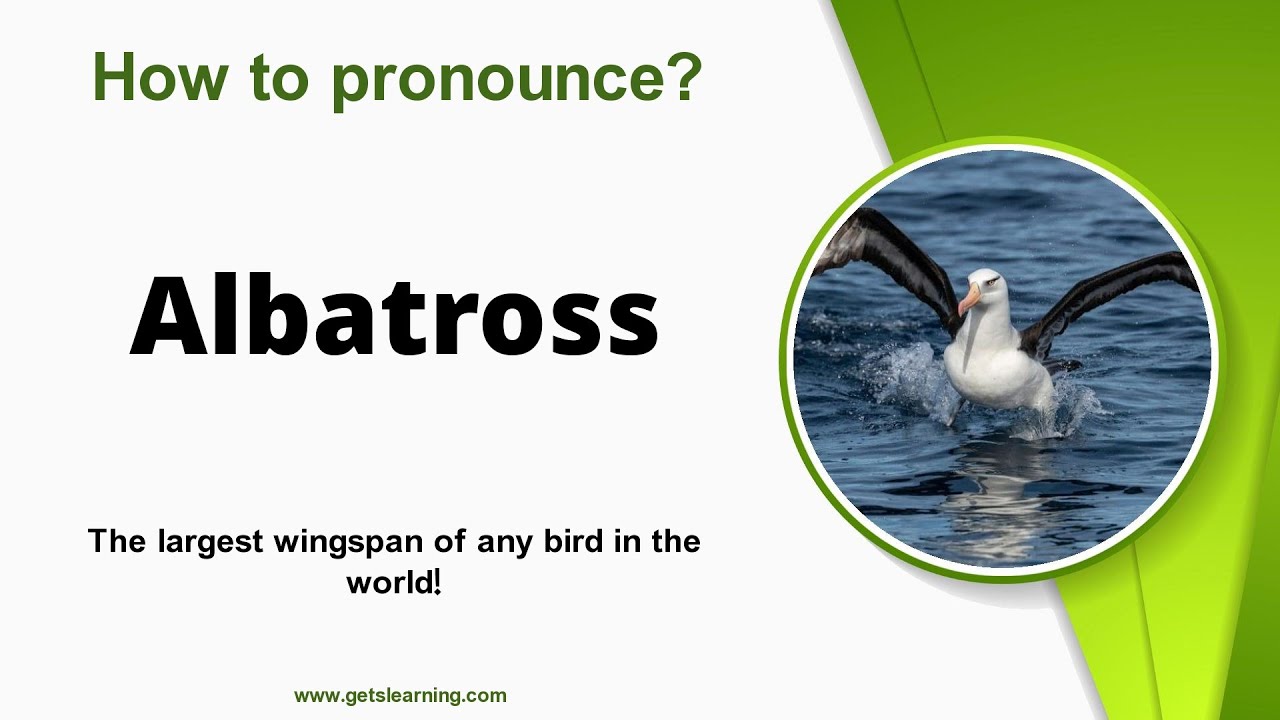 How to pronounce Albatross Correctly in English - YouTube