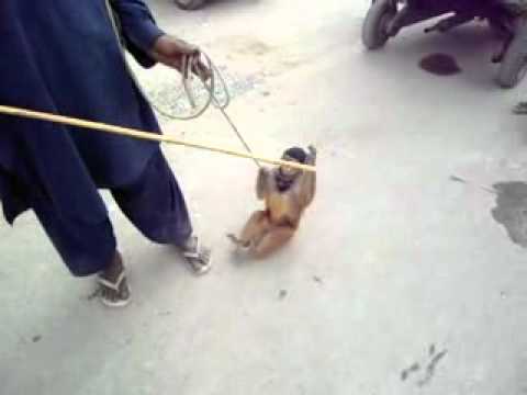 Monkey with his trainer - YouTube