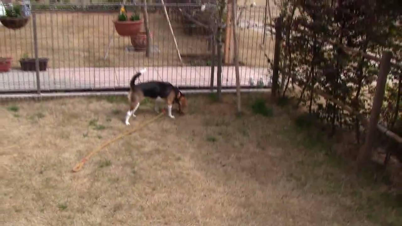 beagle (test movie) - YouTube