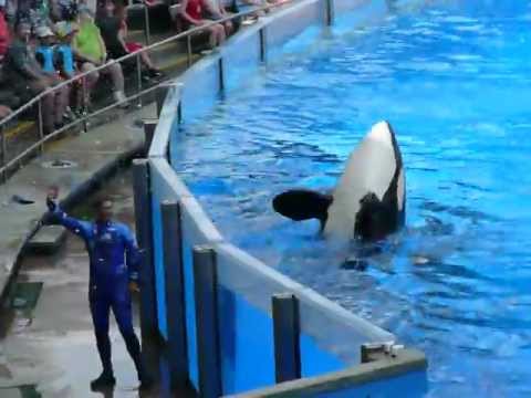 SeaWorld Orlando "One Ocean" Shamu Show (Part 1) - YouTube