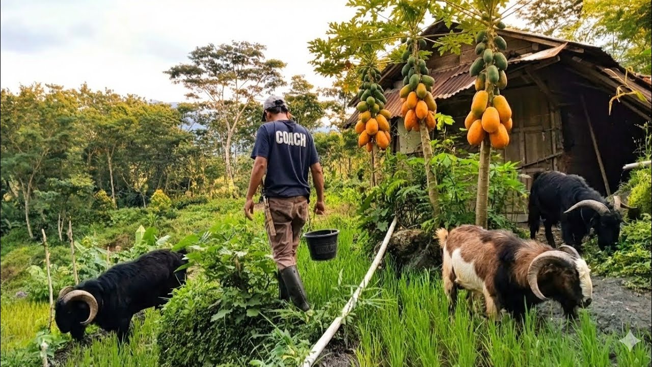 Harvesting Papaya, Eating Long Bean Leaves, and Caring for Goats - YouTube
