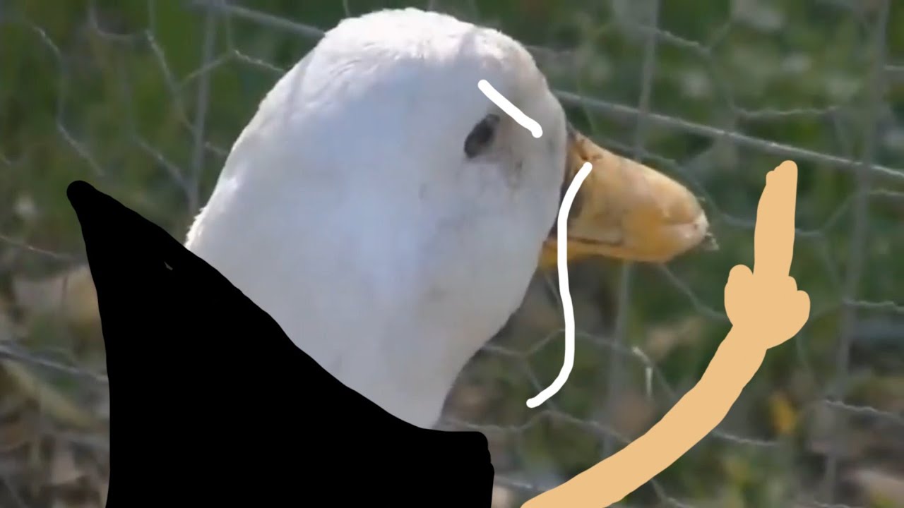 duck loading 50% - YouTube