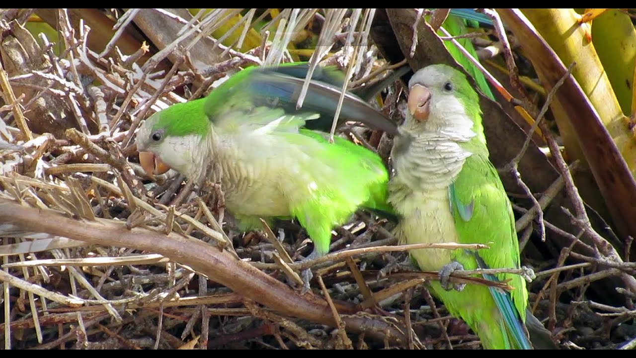 Wild Parakeets - YouTube