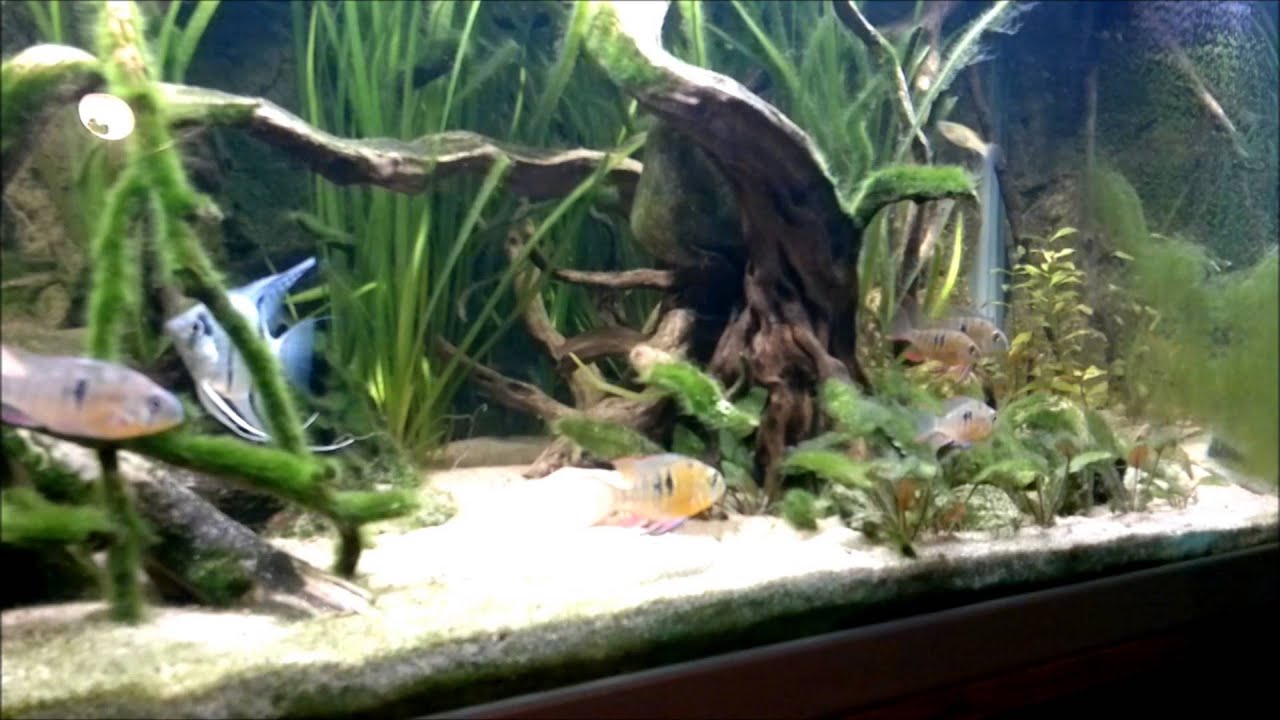 T. ellioti - YouTube