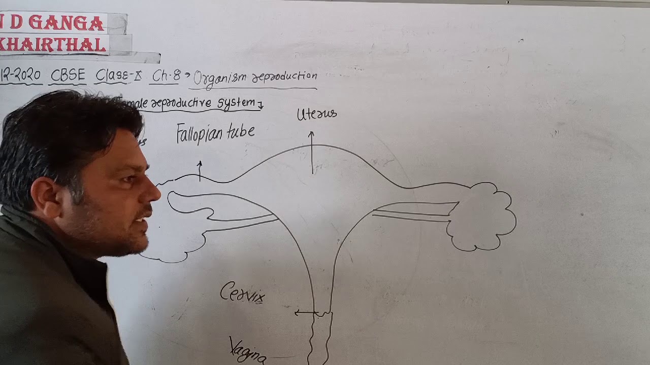 7 December 2020 CLASS-10th Chapter - 8 Topic - Female reproductive ...