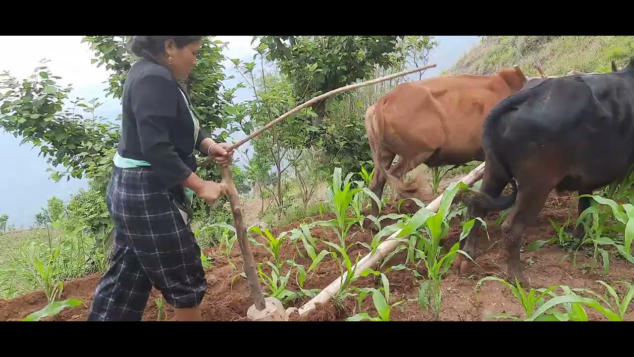 Goru Chhori Manchhe Le Joteko 🐂🦬#subscribe #like #share #vlog #viral ...