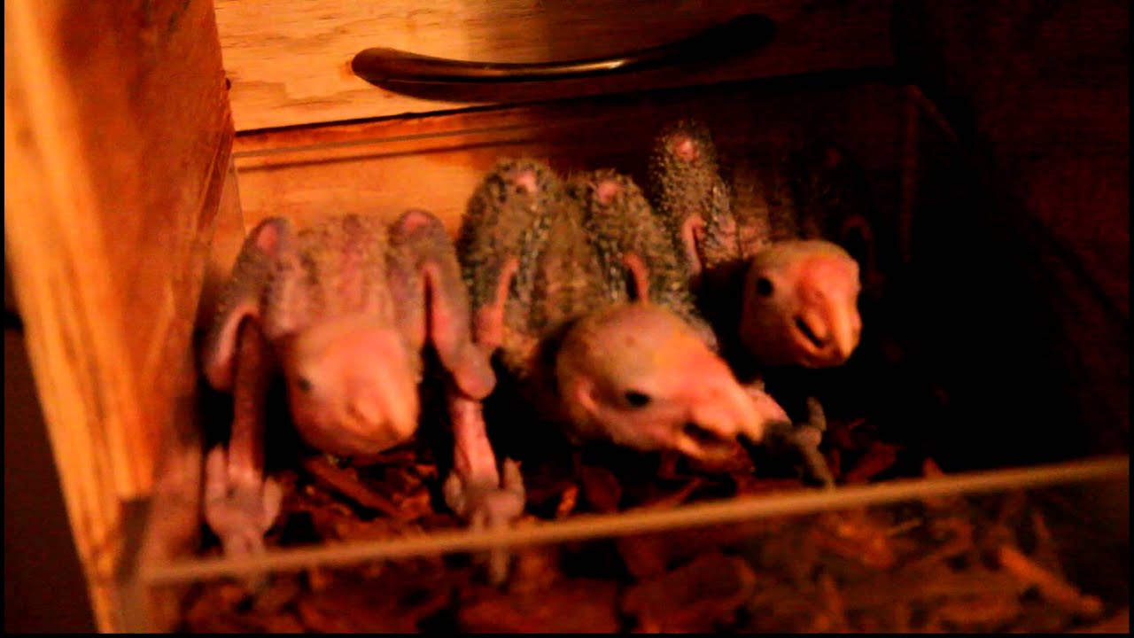 Baby Amazon Parrots 2-3 Weeks Old - YouTube