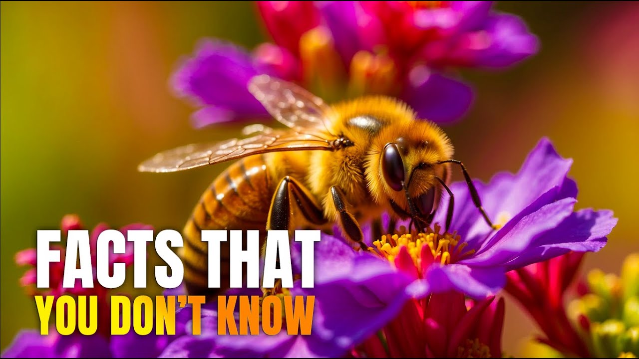 Why Male Honey Bees Die After Mating | Amazing Facts - YouTube