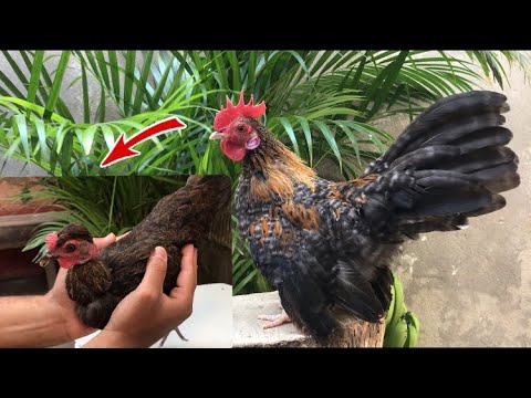 Cruzamento do galo carijó e a galinha polaca | Mini Garnize - YouTube