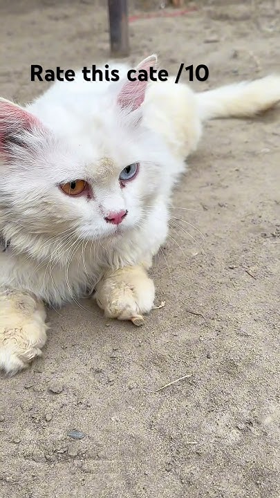 cate pet #cat #minizoo #cats #catlovers #pets #petlover #petsvlog #reels#shorts - YouTube