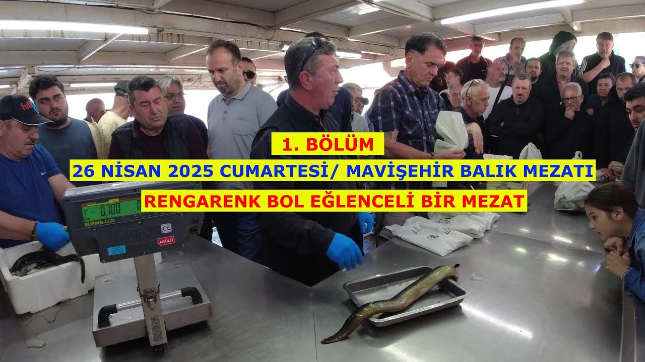 CANLI MAVİ YENGEÇLER, YILAN BALIKLARI, ZARGANASI, TURNASI İLE RENGARENK ...