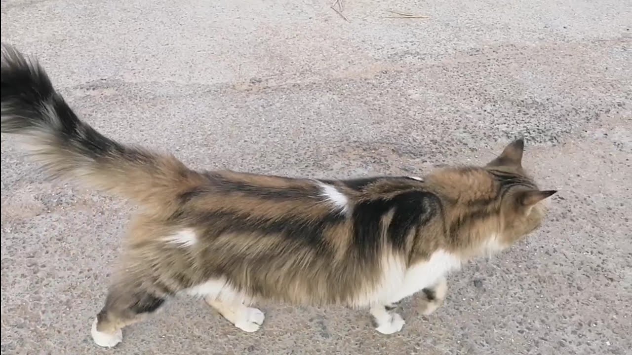 PUSANG GALA #CUTE CAT UPDATE - YouTube