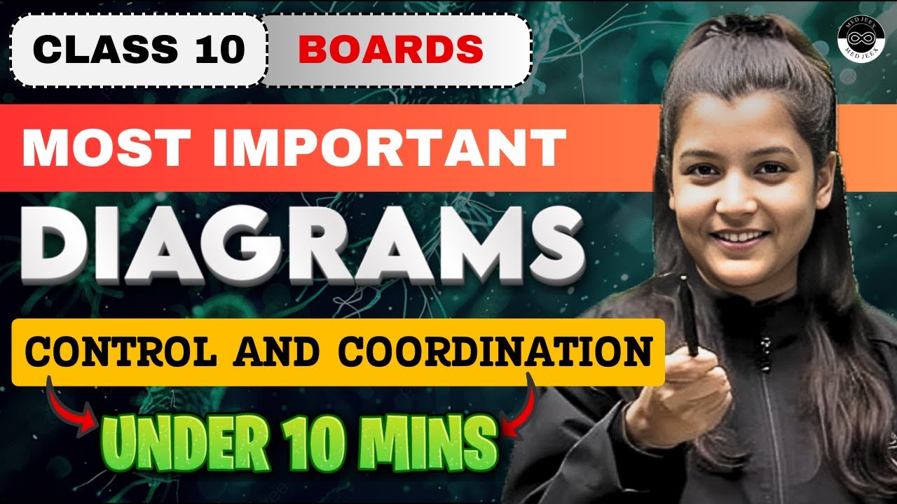 All Diagrams of Control and Coordination | Class 10 Biology | CBSE ...