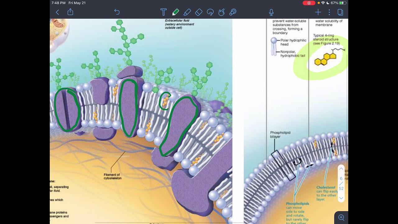 CH3 - Cells: The Living Units - Part 1 - YouTube