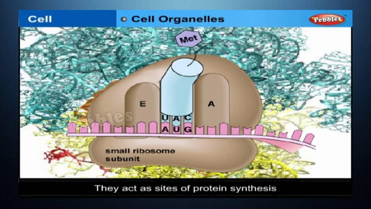 Cell | Class 8th CBSE Biology | NCERT | CBSE Syllabus | Animated Video ...
