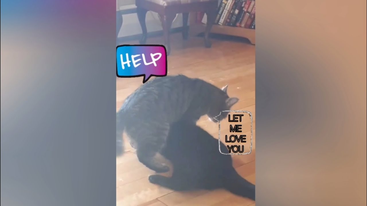 Drea is no match against Felicia's love! #CatsOfYouTube #Cute #Kitty # ...