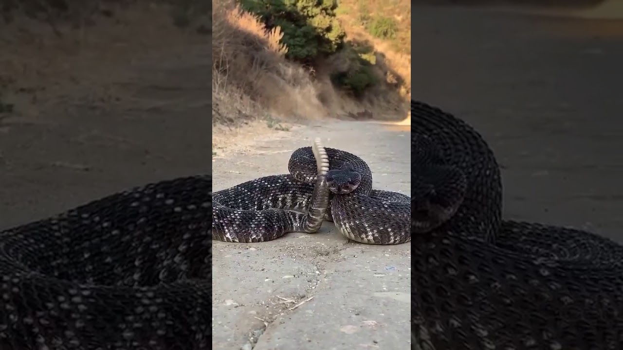 Rattlesnake - YouTube