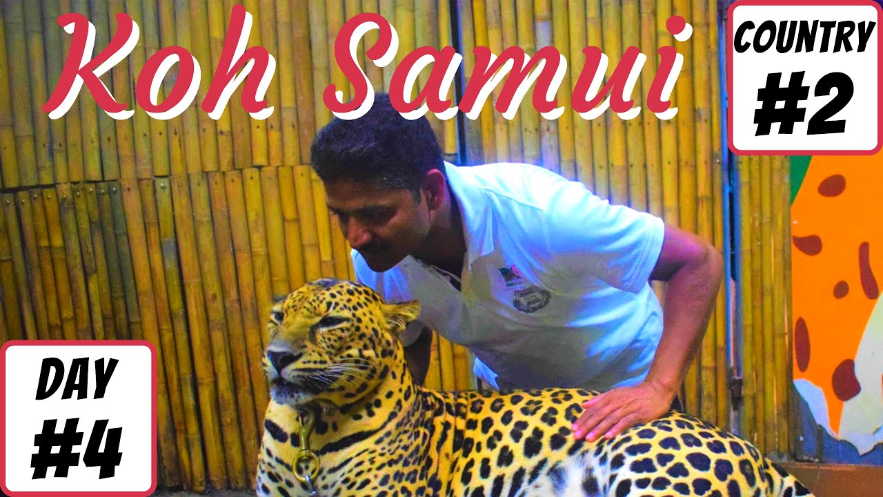 Animal Show In Koh Samui - YouTube