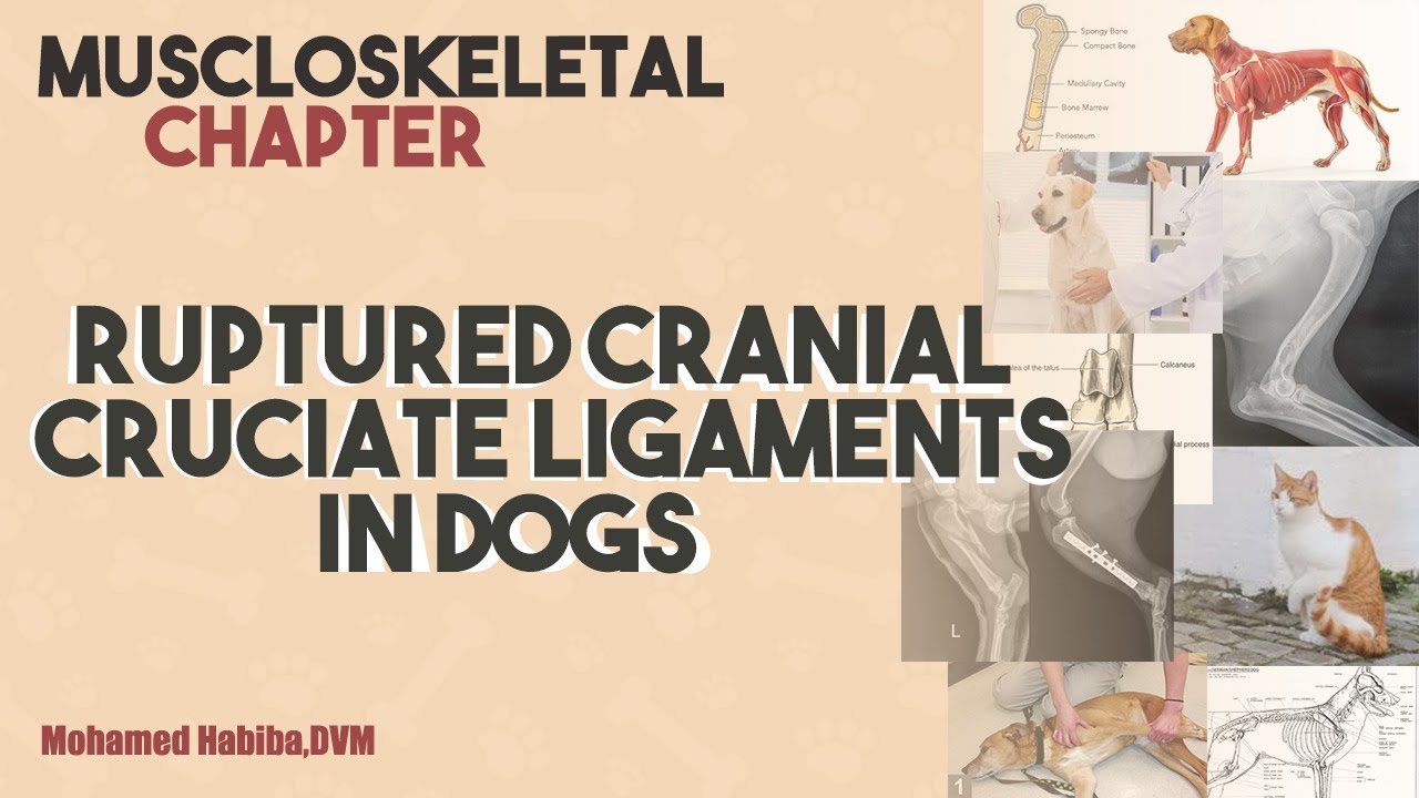Cranial cruciate ligament rupture lecture 4 ( CCL ) - YouTube