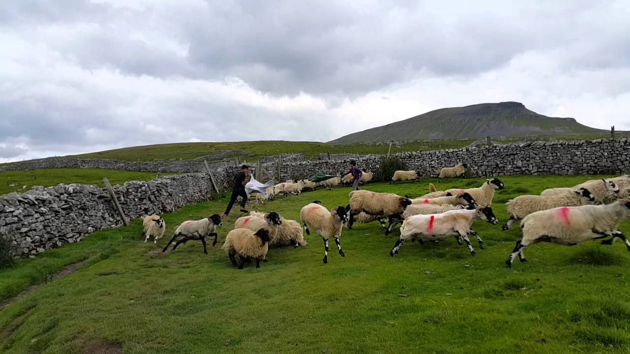 Rounding up sheep - YouTube