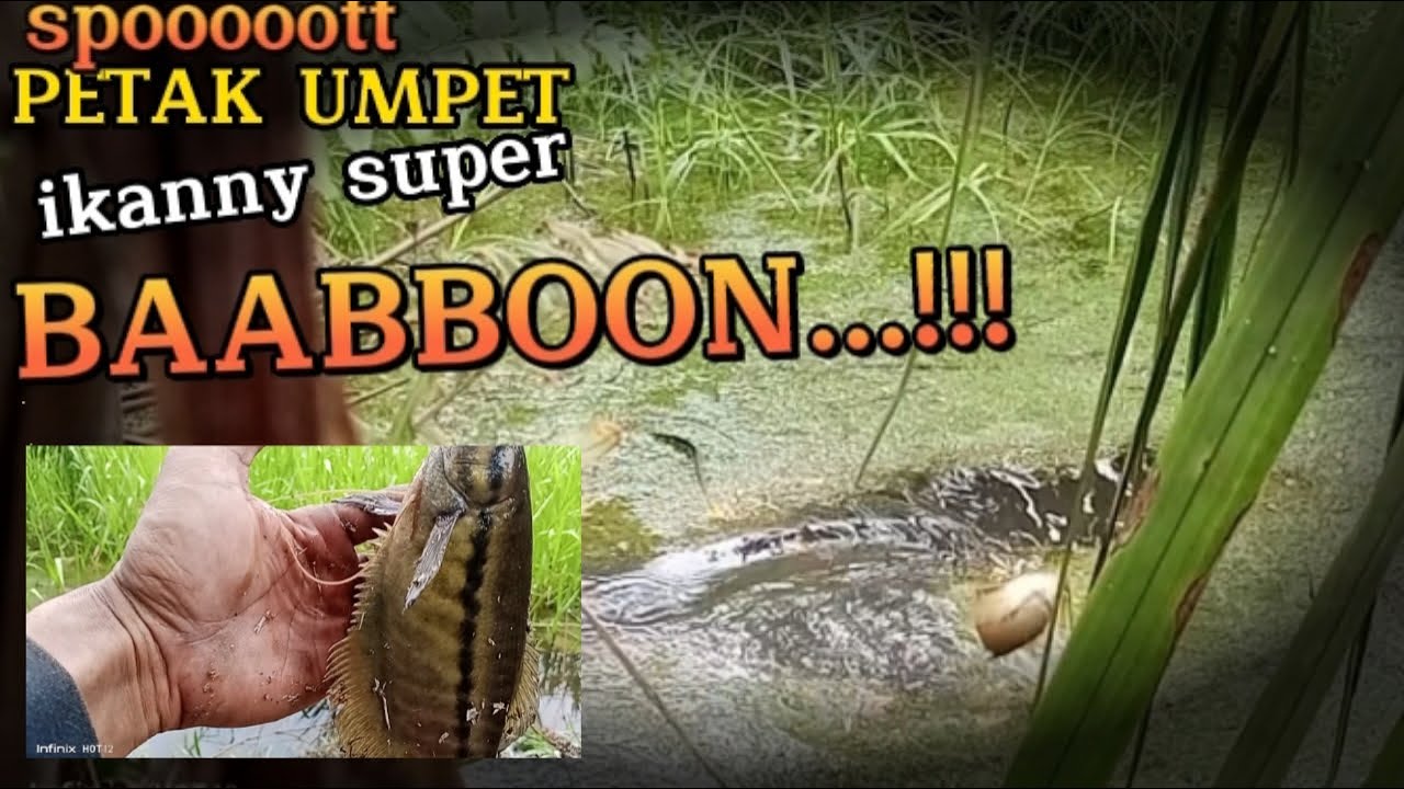 Spooot PETAK UMPET sampai putus dua kali SEPAT SIAM vs BETOK/PAPUYU ...