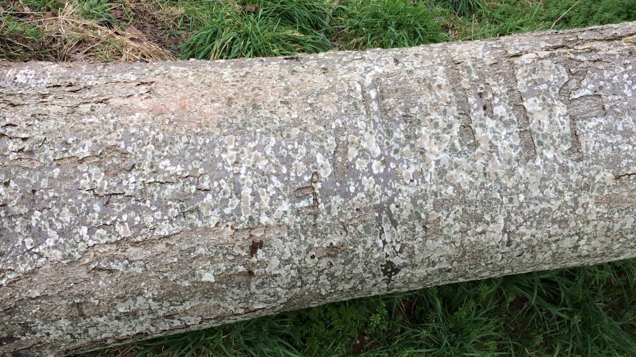 Fallen trees \ Whitebeam (Sorbus aria) - trunk - February 2018 - YouTube