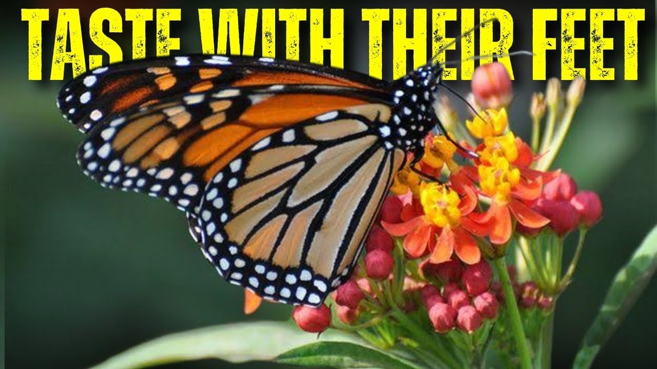 Butterflies Taste With Their Feet: How They Choose Where to Lay Eggs ...