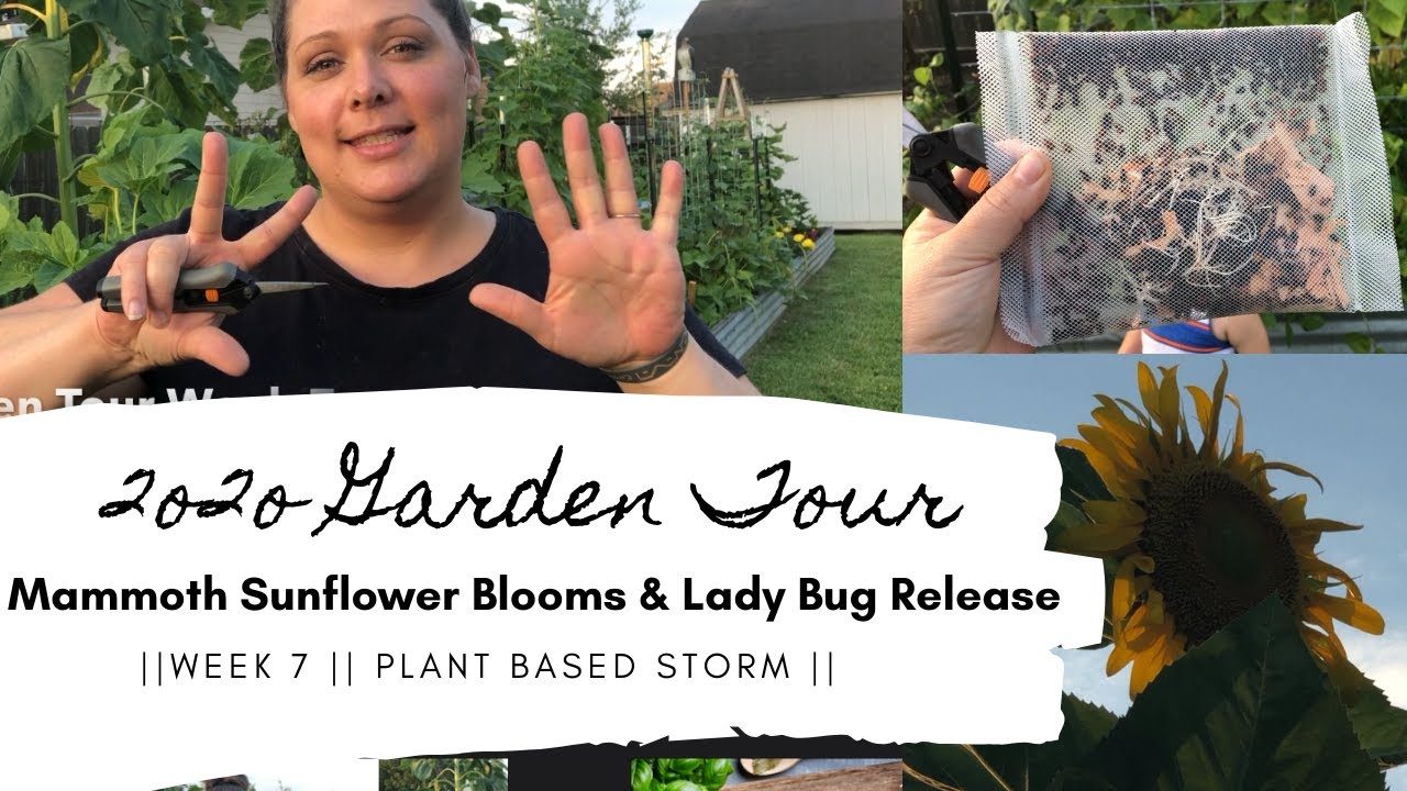 2020 Garden Tour Week 7 | Mammoth Sunflower Blooms & LadyBug Release ...