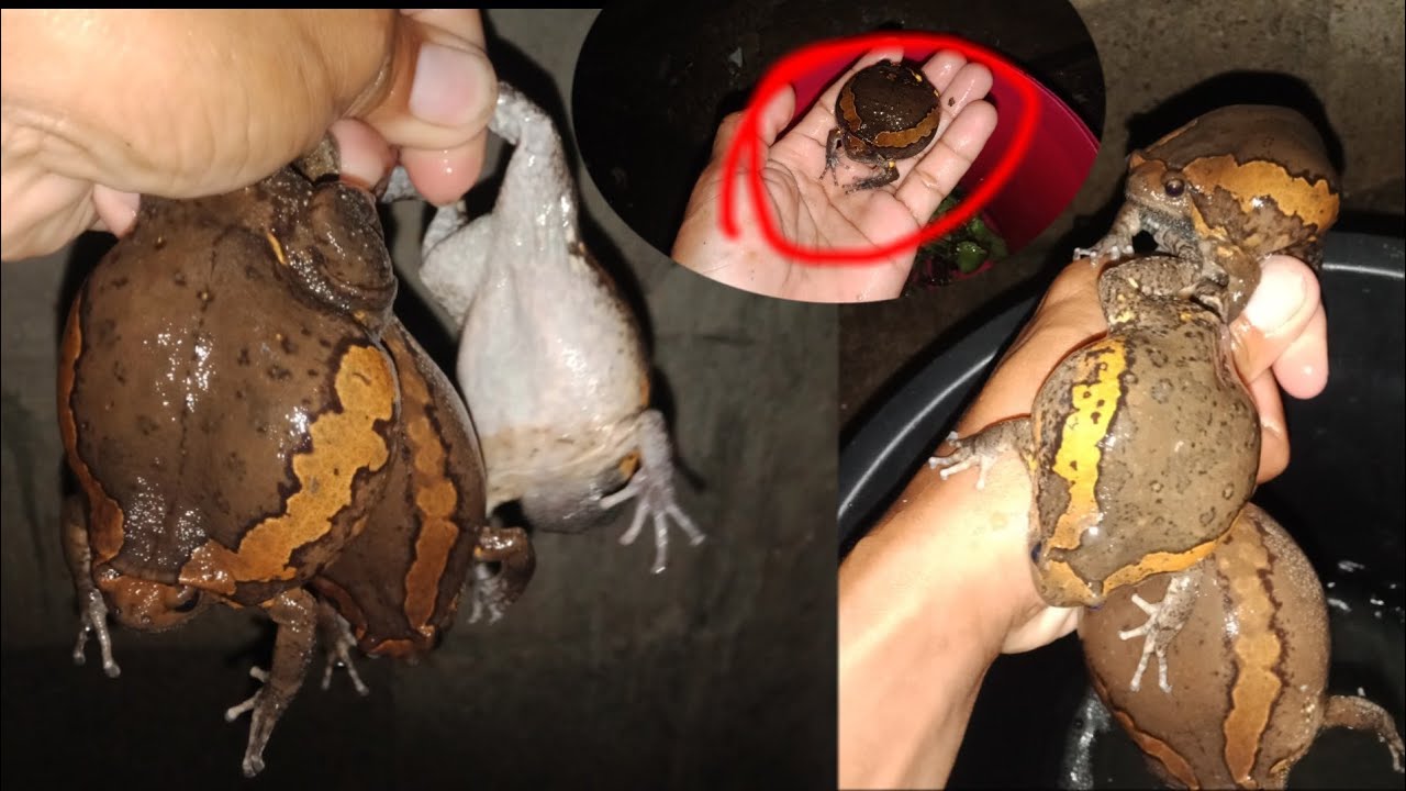 Sounds of a Philippine Banded Bullfrog part 2 | Catching cowsound frog ...