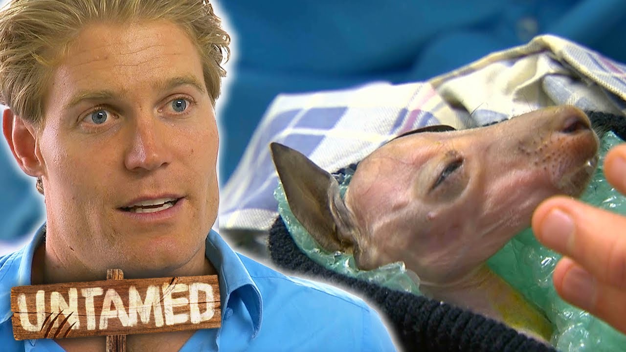 Starving And Abandoned Baby Roo May Not Make It! 😢 | Bondi Vet Clip ...