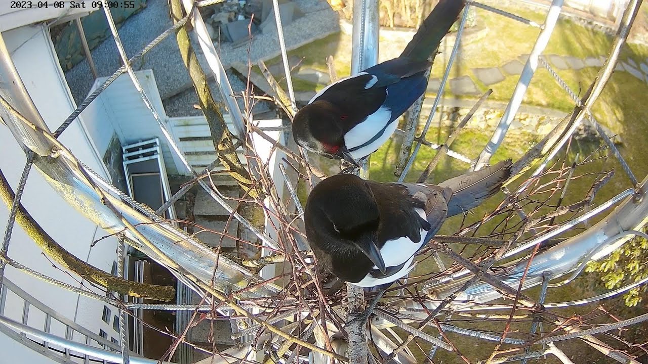 230409 magpies, mag ID trial - YouTube