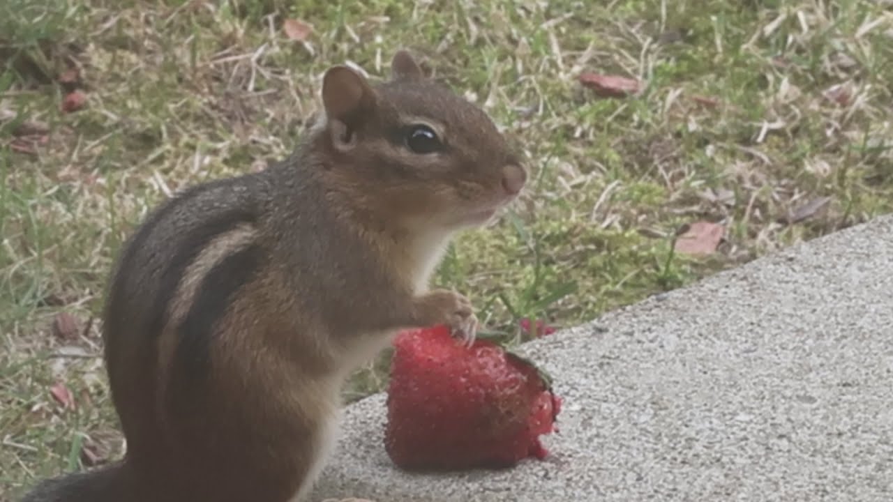 Chipmunk eats a strawberry - YouTube