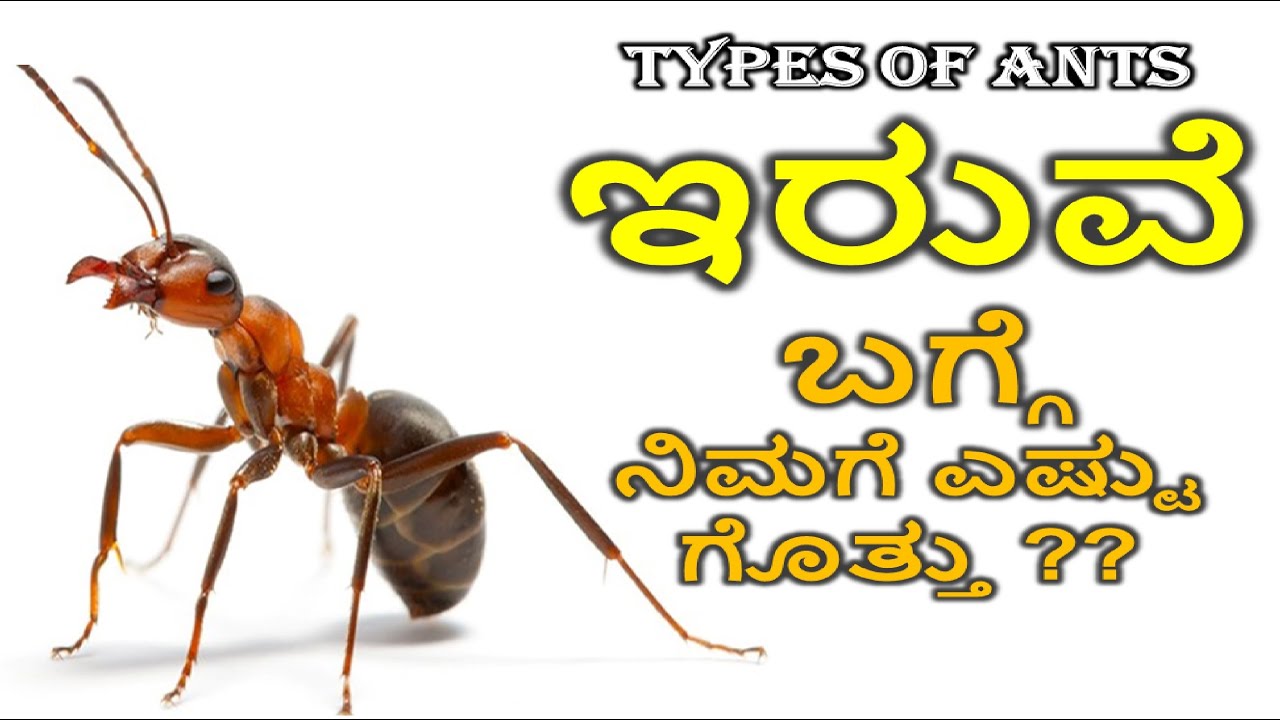 Ant | ಇರುವೆ | ಇರುವೆಗಳ ಬಗ್ಗೆ ಸಂಪೂರ್ಣ ಮಾಹಿತಿ | amazing facts of ants ...