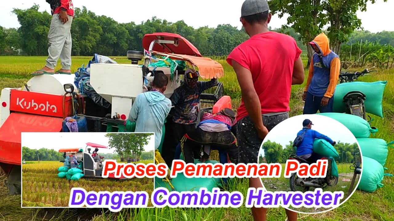Proses Pemanenan Padi Dengan Combine Harvester. - YouTube