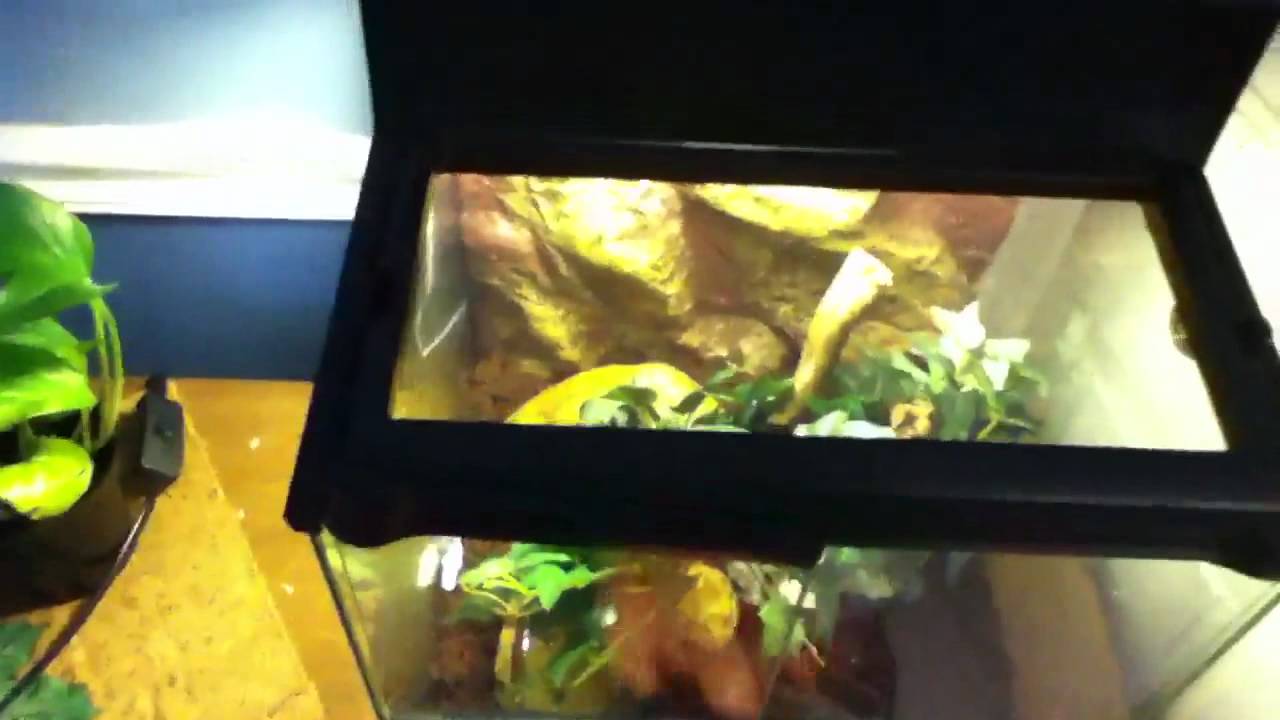 Pacman Frog Setup - YouTube