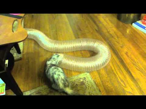 Cowboy's Ferret Super Thru-Way! - YouTube