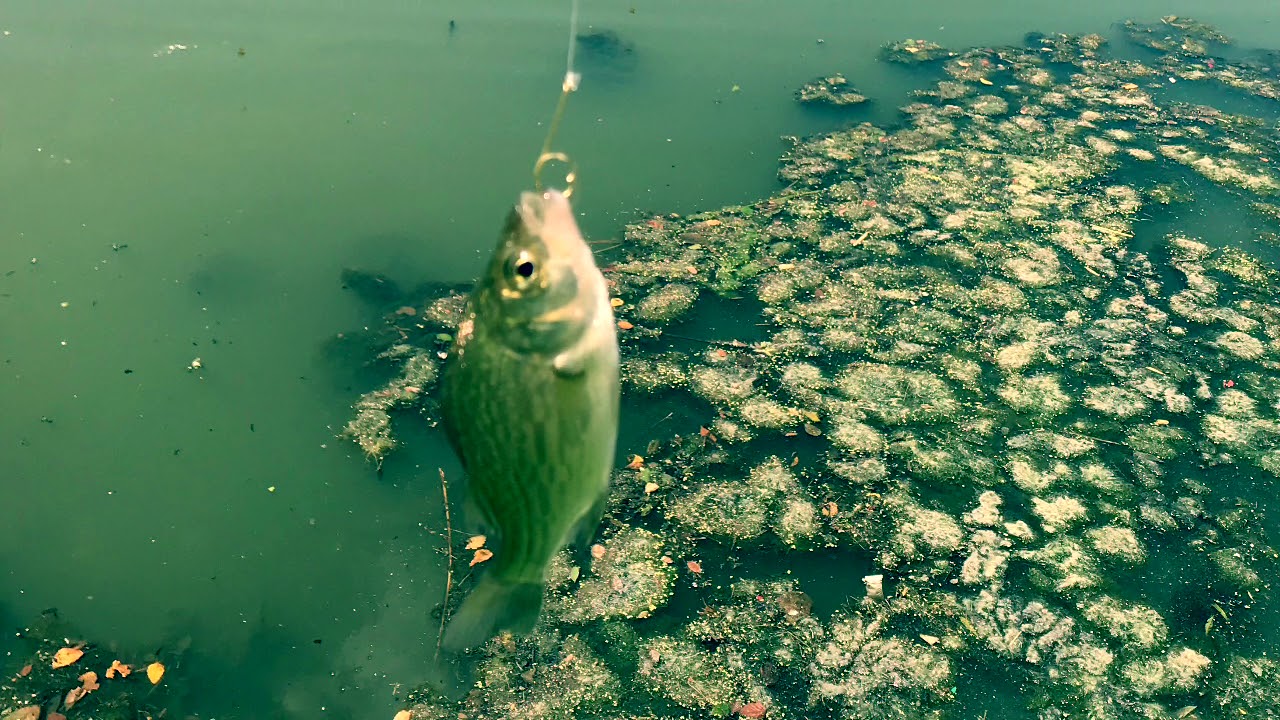 He Fish I Caught Today - YouTube