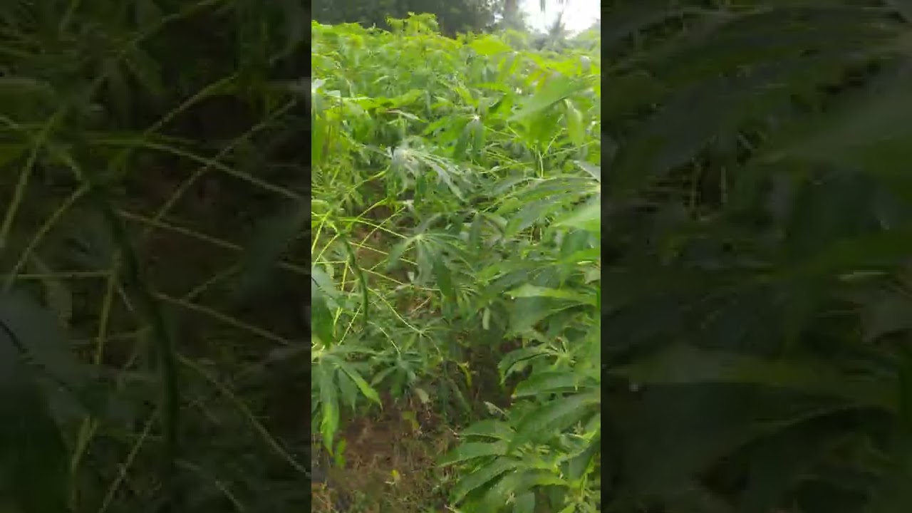 kuchi kilangu after 6 months - YouTube