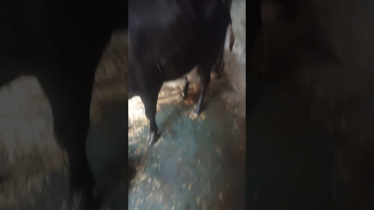 cow giving birth - YouTube