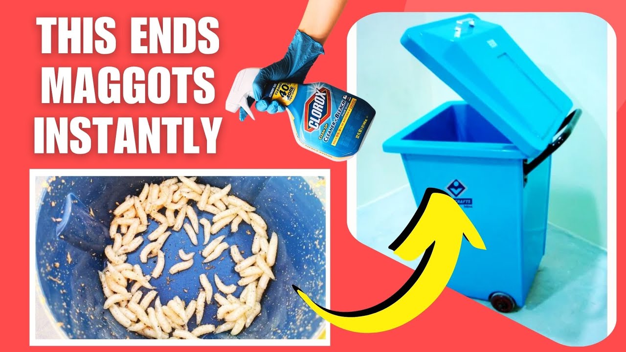 How to Get Rid of Maggots FAST 🐛 Proven Methods That Work! - YouTube