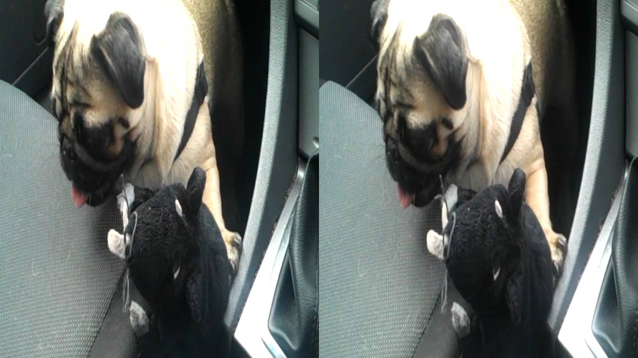 Pug dog killing a rat!! - YouTube