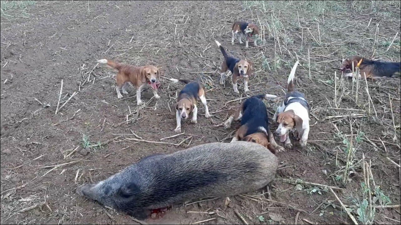 Chasse aux sangliers 2019/2020 - Une saison qui promet !!! - YouTube